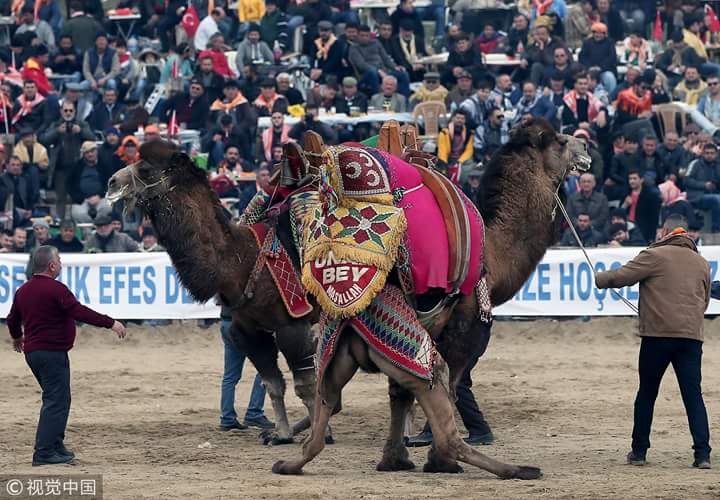 Check out pictures from camel fight festival that holds in Turkey ...