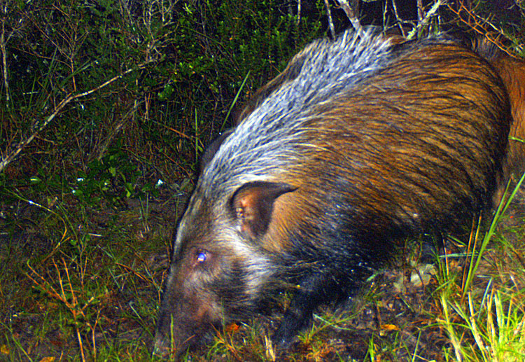 Remote Camera Trap - South Africa: Plenty Of Pigs