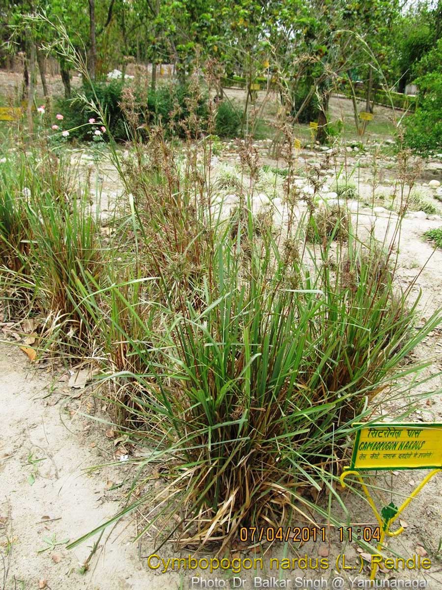 Medicinal Plants: Cymbopogon nardus, Citronella grass, Lemon Grass