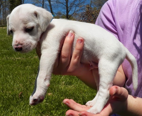 Update on foster pup, Buzz | Dog Forum