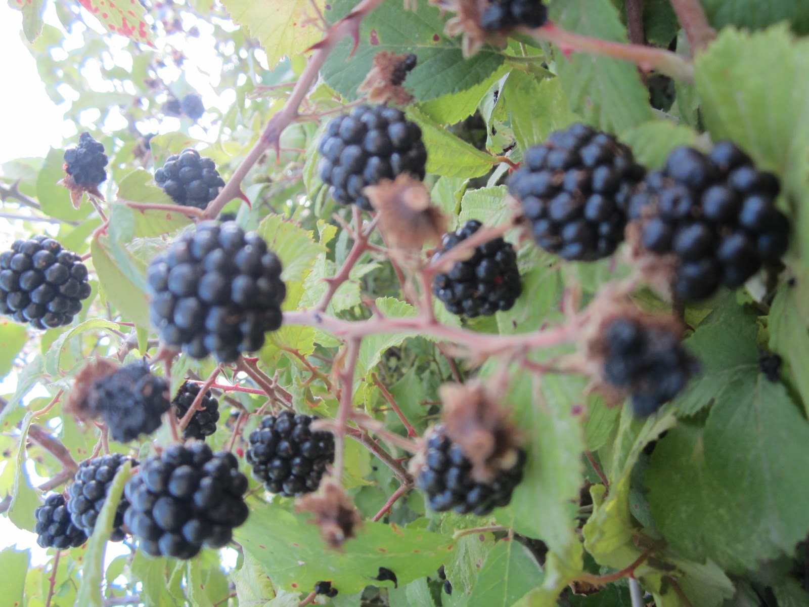 Mis experiencias mis imágenes: Zarza, o zarzamora.