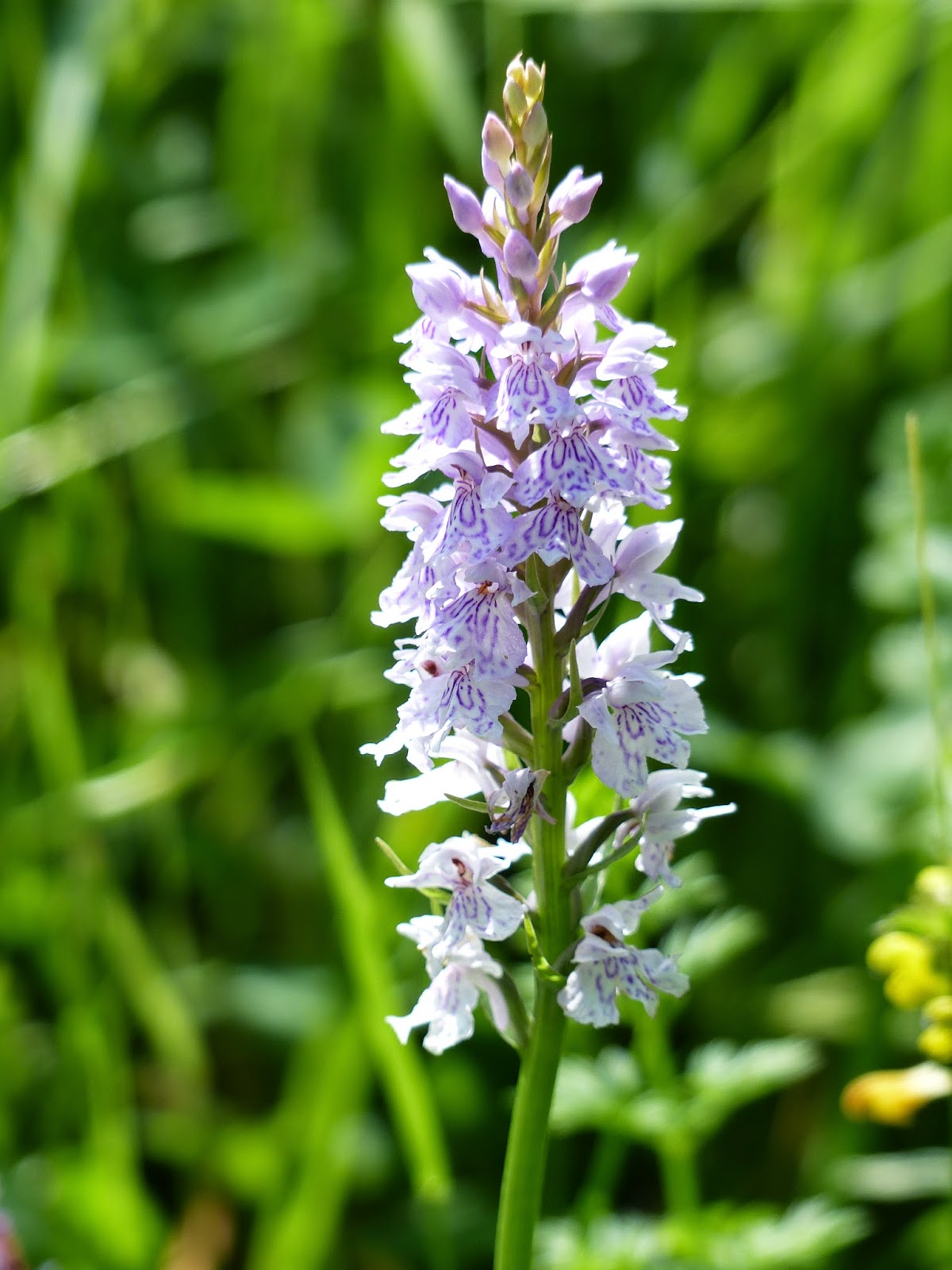 Dactylorhiza fuchsii | Wild flowers of Europe by Anita Beijer