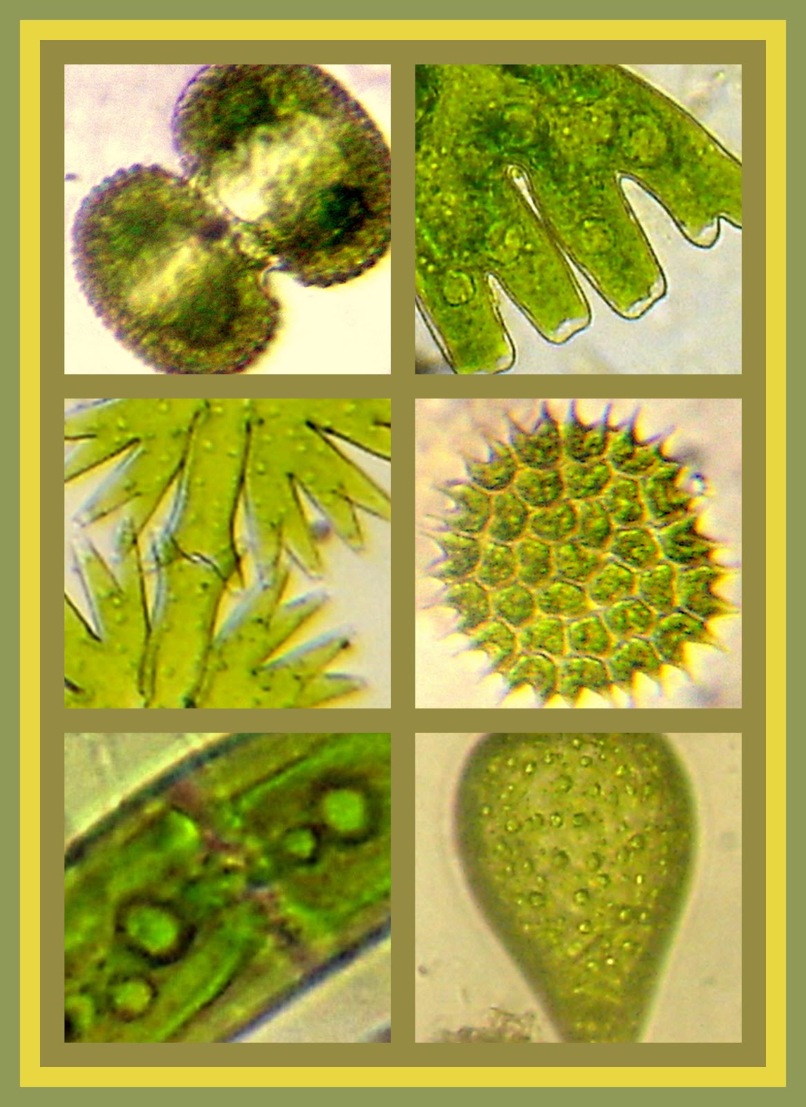 Cultivo de Microalgas em Fotobiorreatores: No caminho das microalgas...