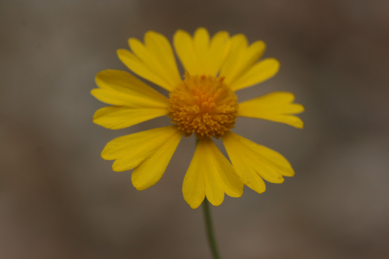 Native Florida Wildflowers: Bitterweed - Helenium amarum