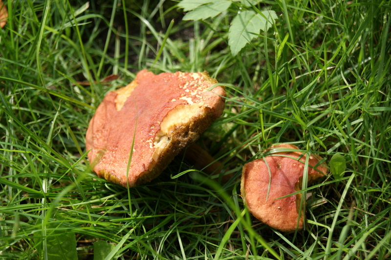 Paddestoelen: Boletaceae (Boleten)