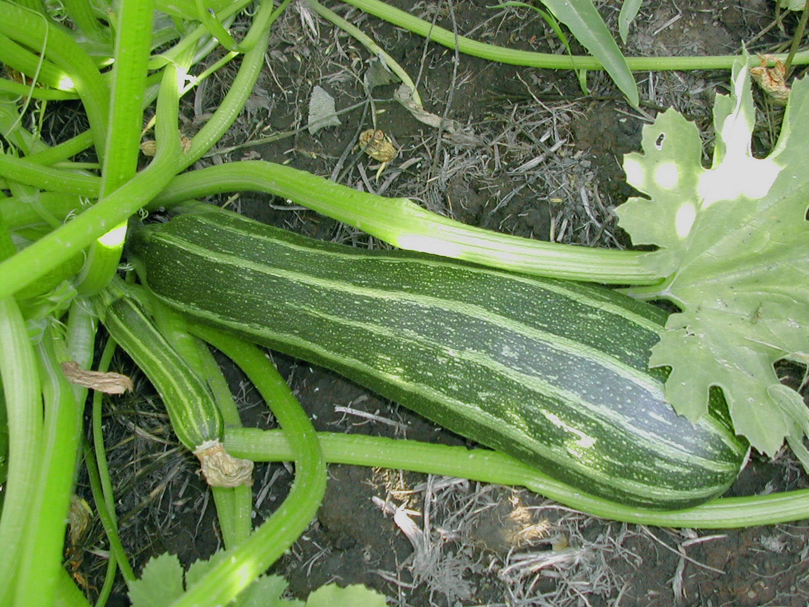 Seminte si plante de gradina hobby: Dovlecel zucchini Cocozelle