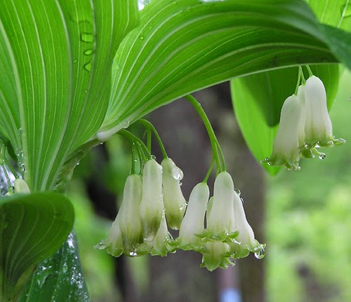 Solomon's Seal Tea Benefits ~ Healthy Tea 101