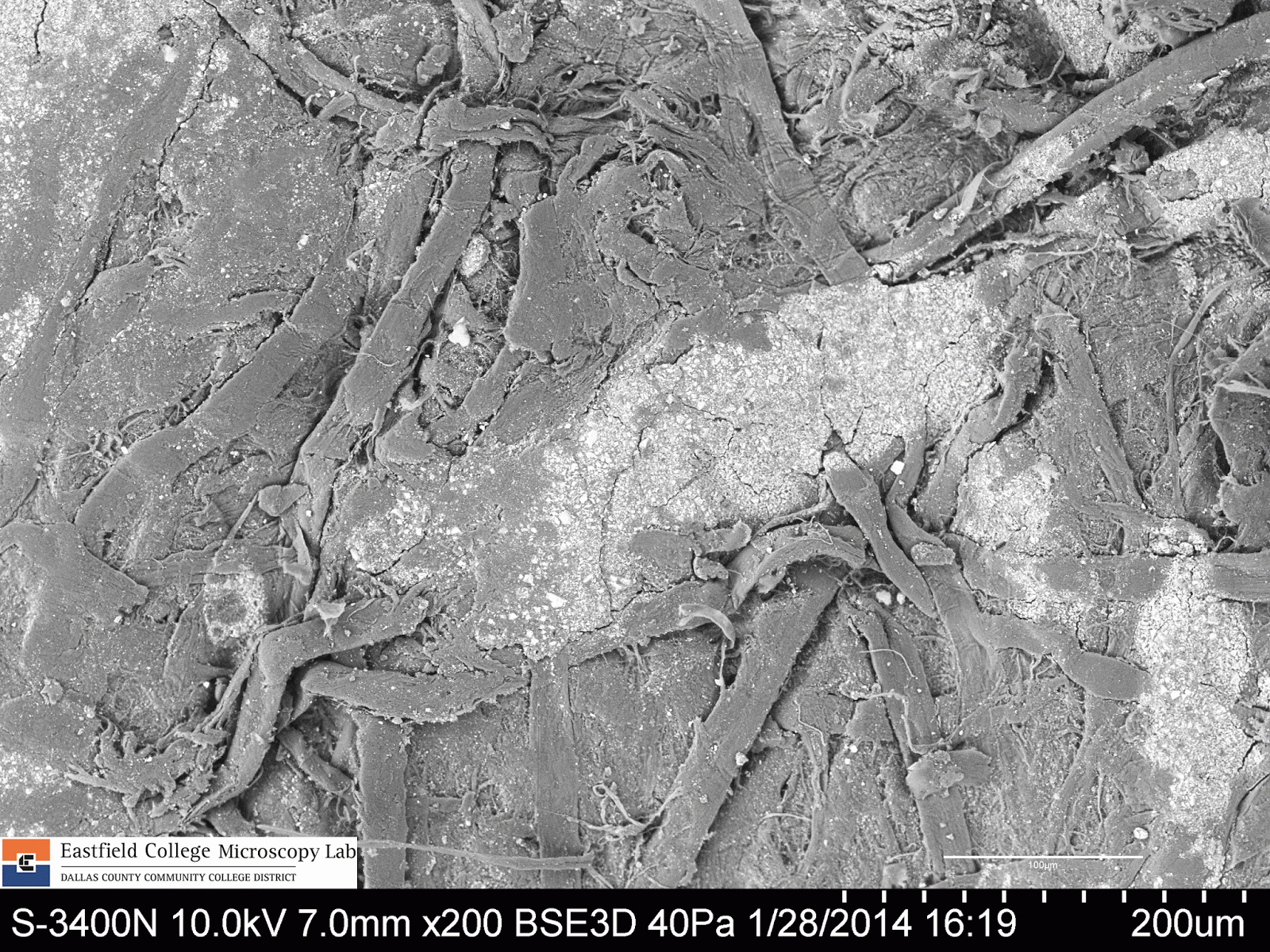 Scanning Electron Microscope Blog: $5 of Art in Your Pocket