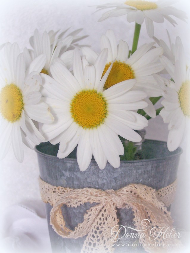 Donna's Designs: Shasta Daisies