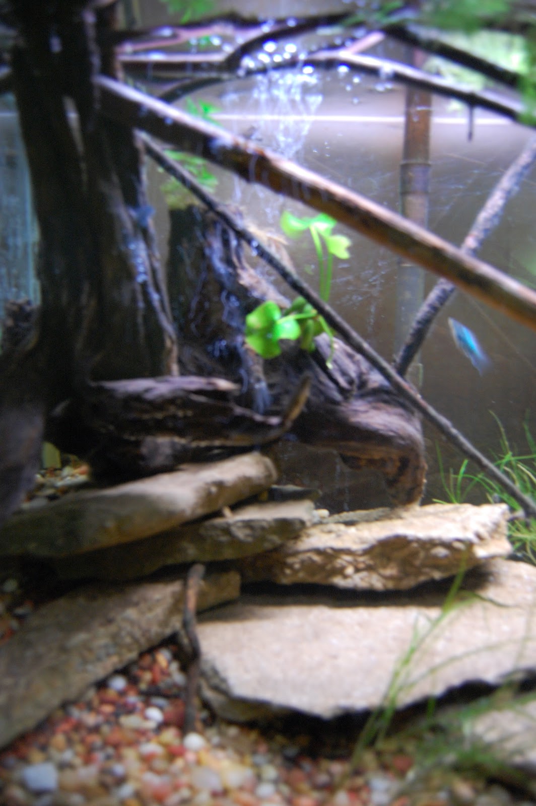 Aquascaping Art: Two Random Photos of my American Riverbank tank