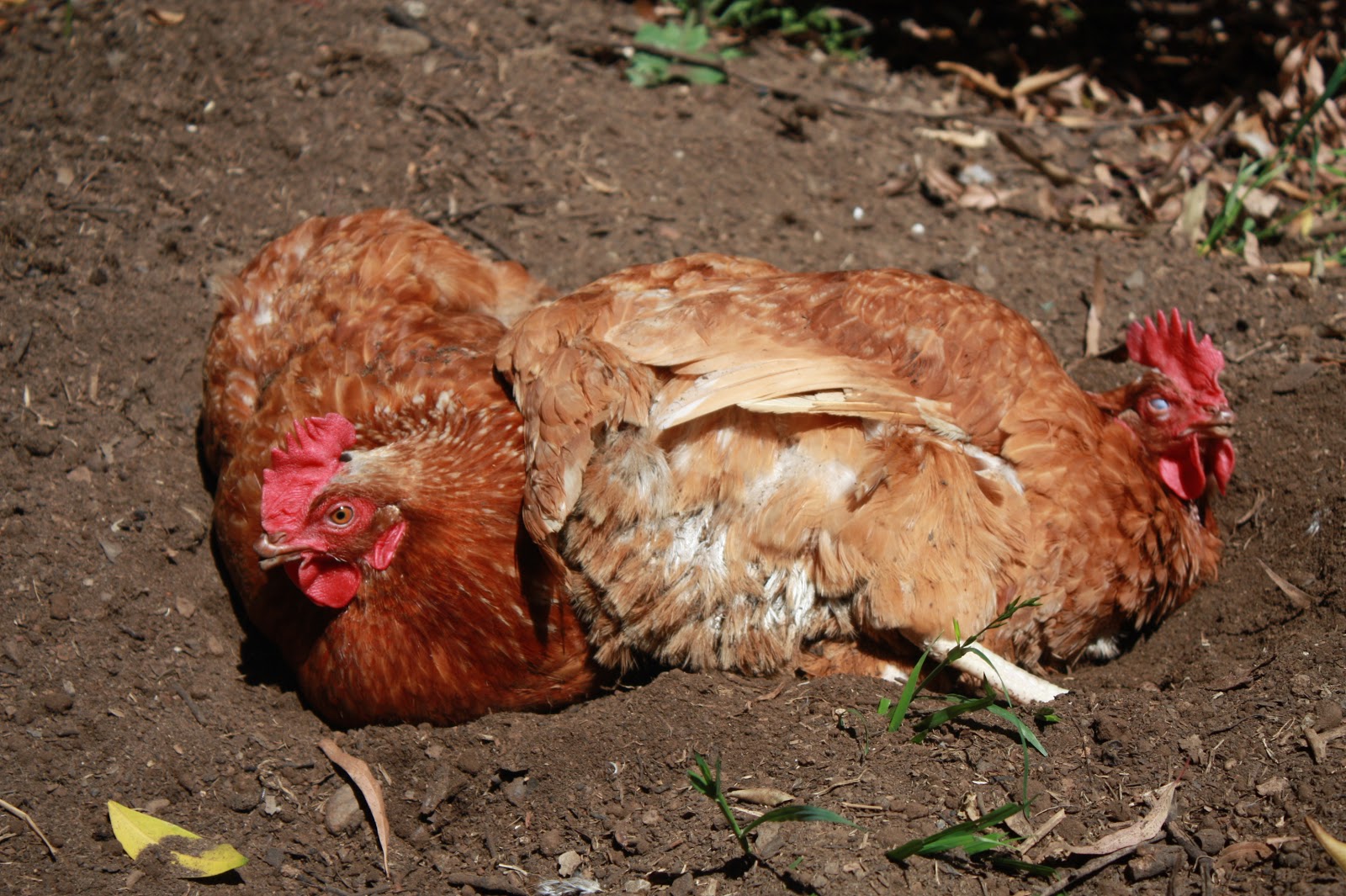 Tassell,Tea pot and Life Down Under: Headless Chooks