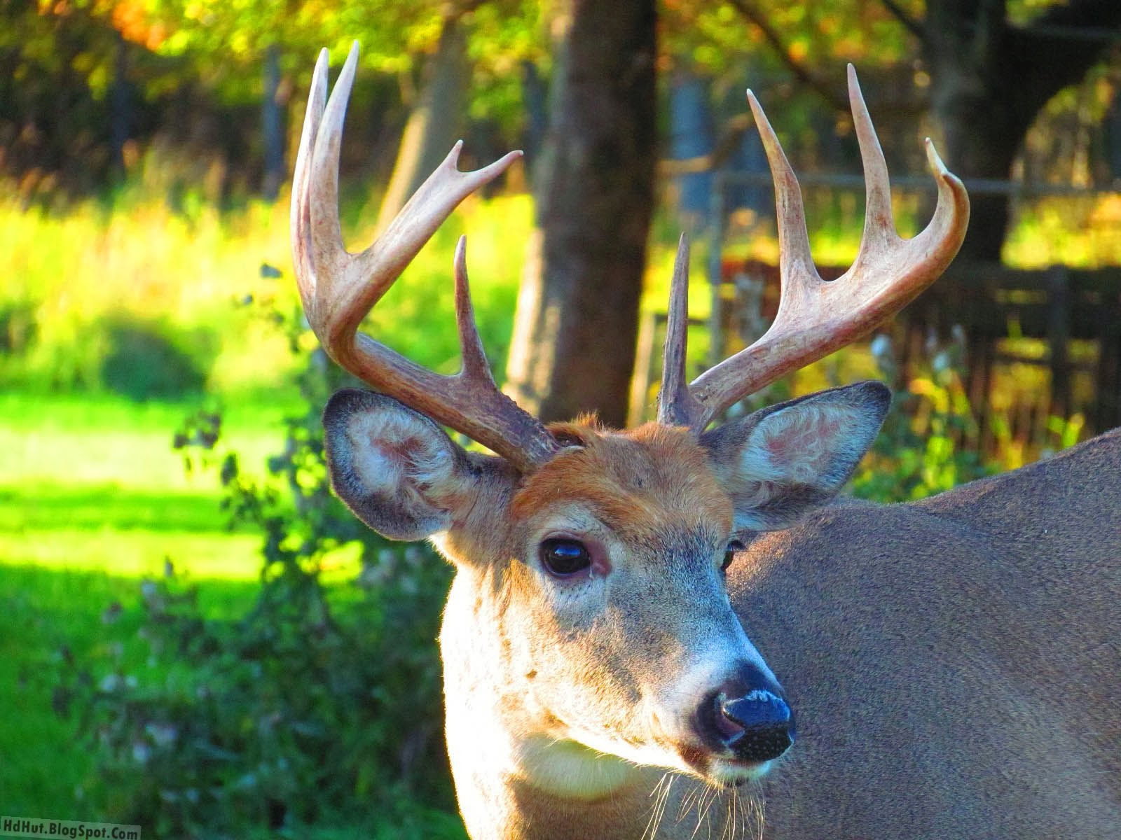 Top 14 Beautiful Deer Wallpapers In HD | OSO wilangon