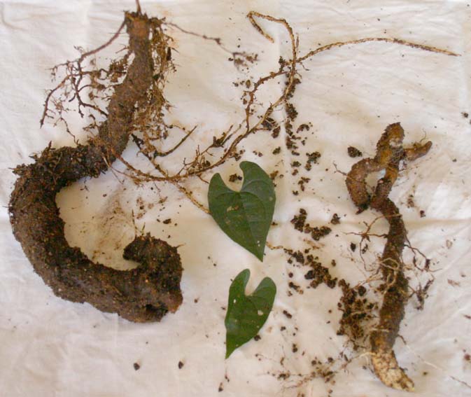 Toowoomba Plants: Long Yam