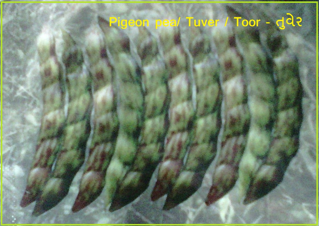 Kitchen Garden Ahmedabad, Gujarat, India: Vegetable Seeds