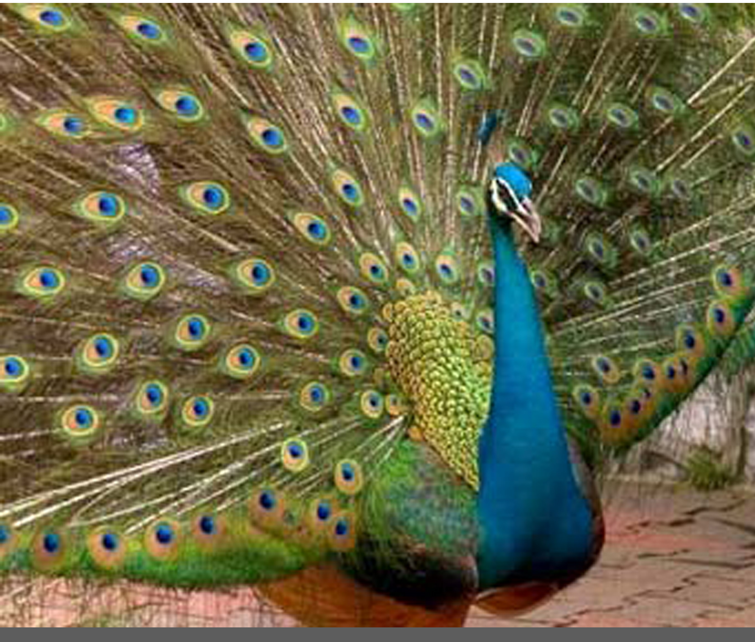 Rupa rupa burung - macam macam burung