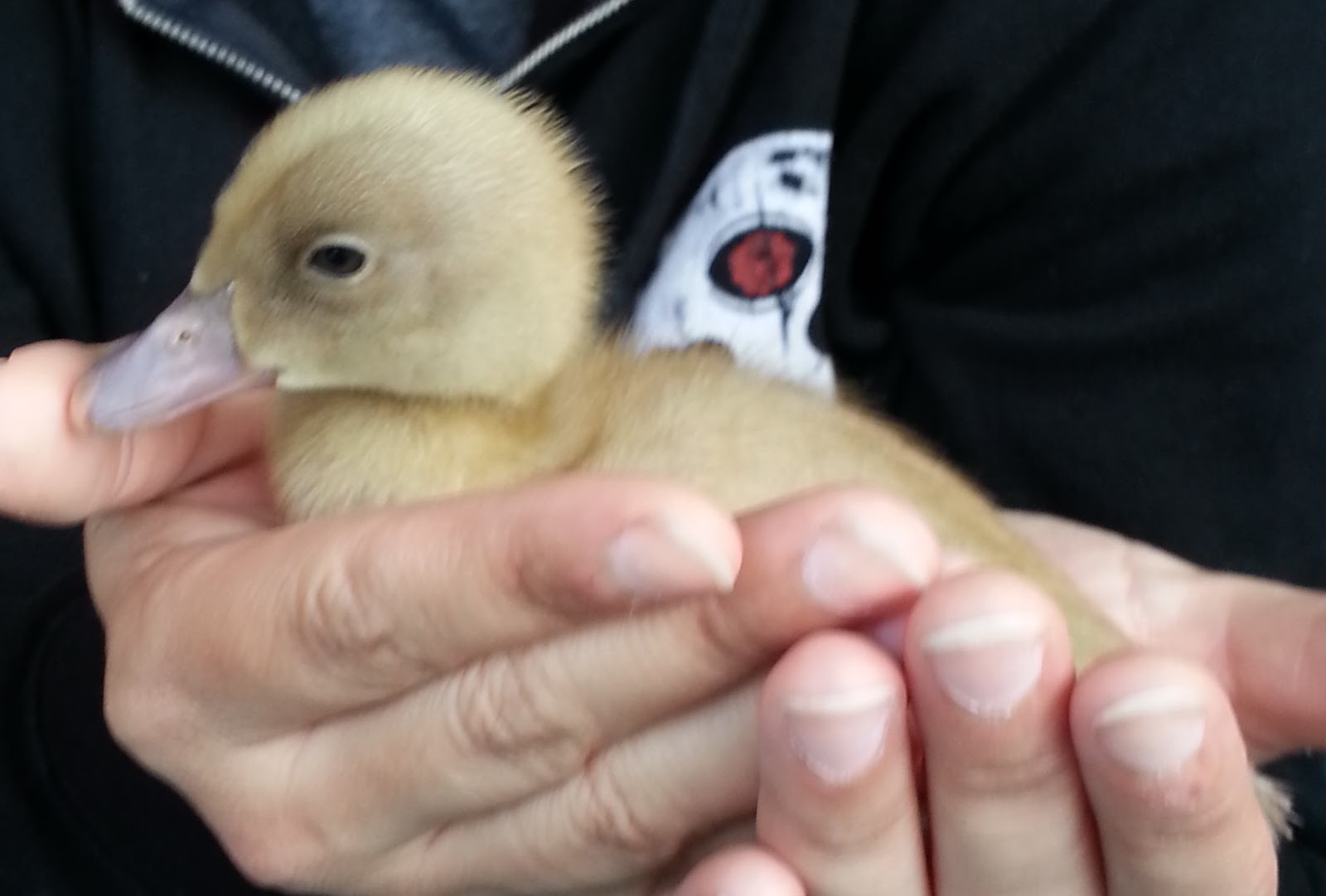 Cheeps and quackers: 20 weeks of Buff Orpington ducks