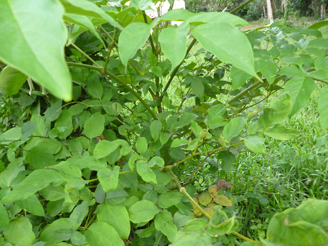 Midnight Horror - Oroxylum - Thotila | SL Flora