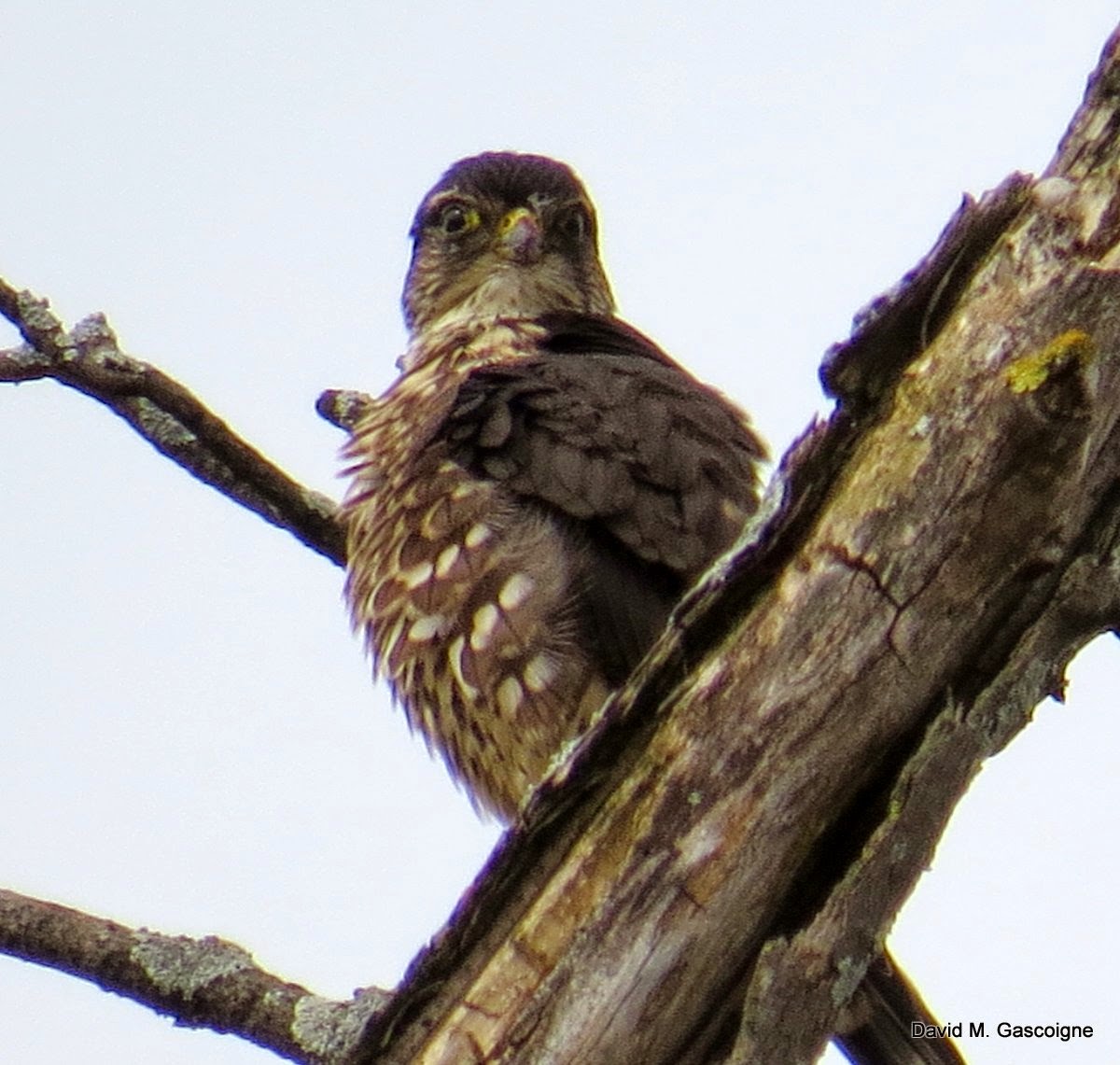 Juvenile Merlin - Travels With Birds
