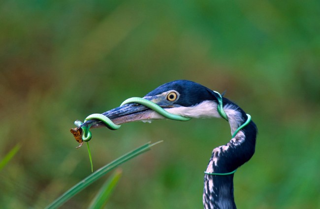 Animals I Admire: Bird and snake hanging out