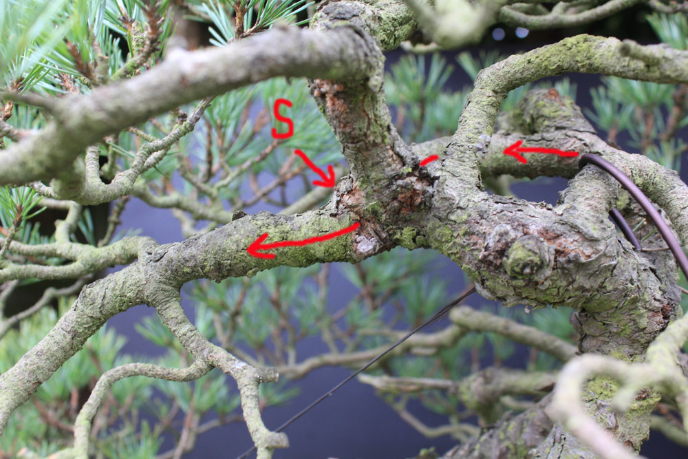 wildwoodbonsai: Triple trunk Pinus sylvestris var Scotia