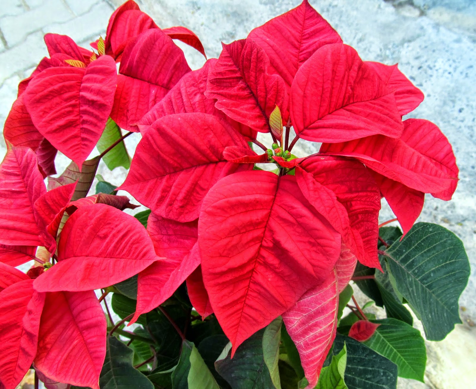 Cittaslow Botanik Park: ALACALI SÜTLEĞEN VE ATATÜRK ÇİÇEĞİ