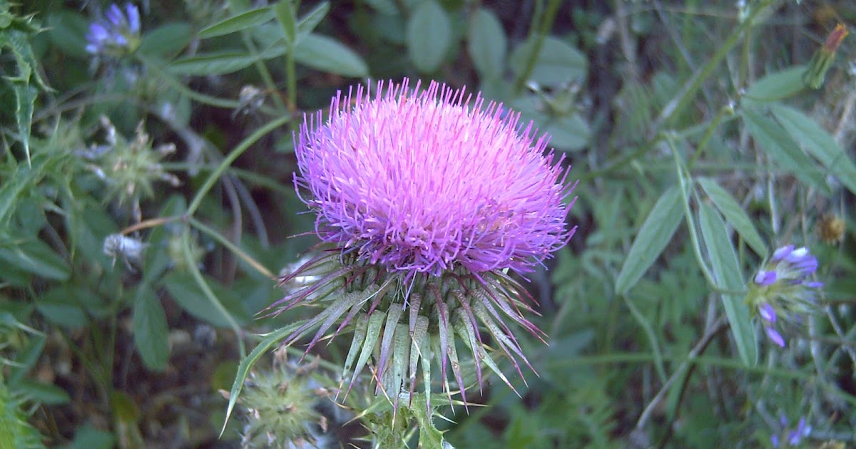 david s. aragonés blog: Cardos