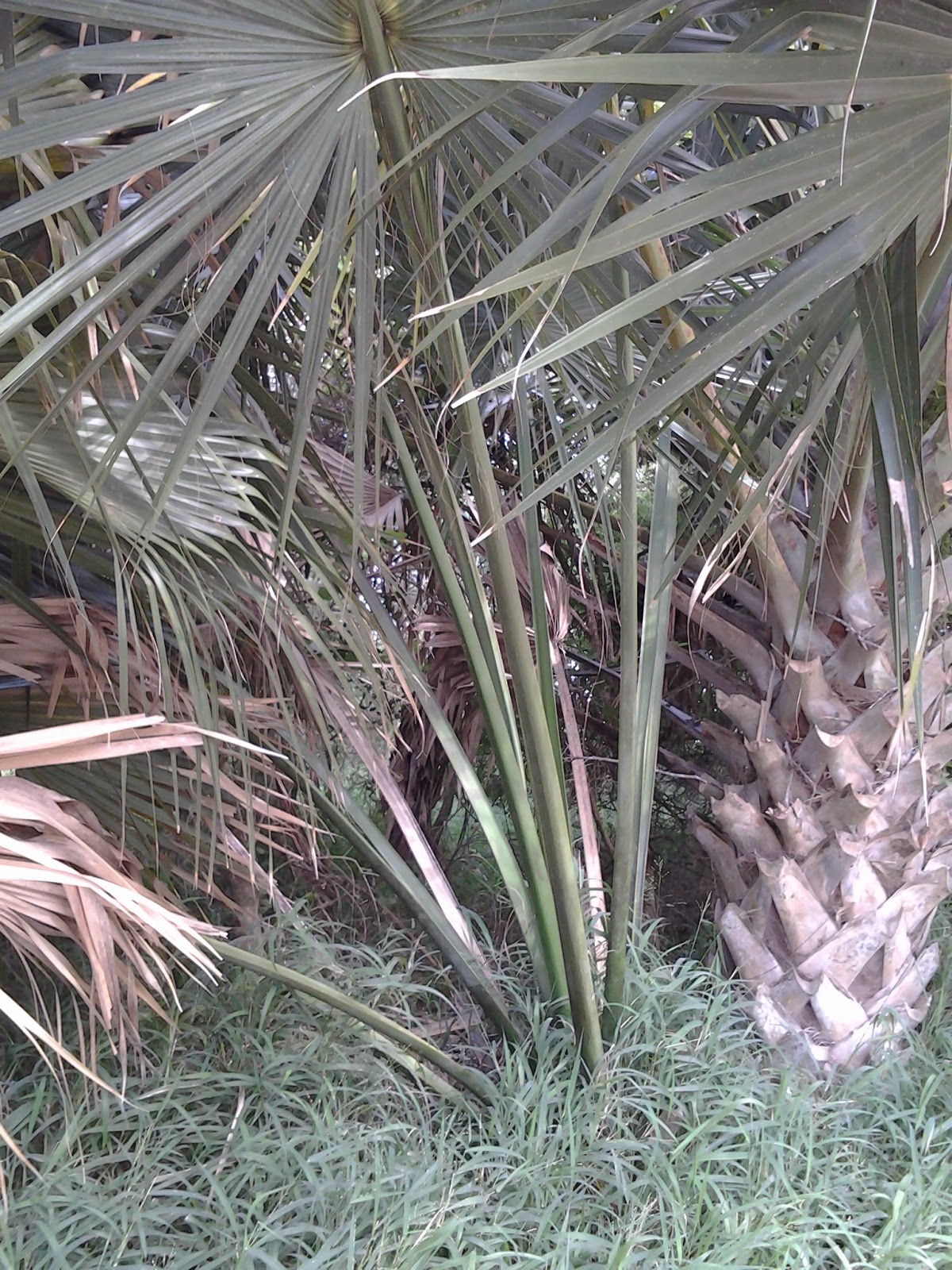 South Bay Cameron County, Texas: Sabal Palm History