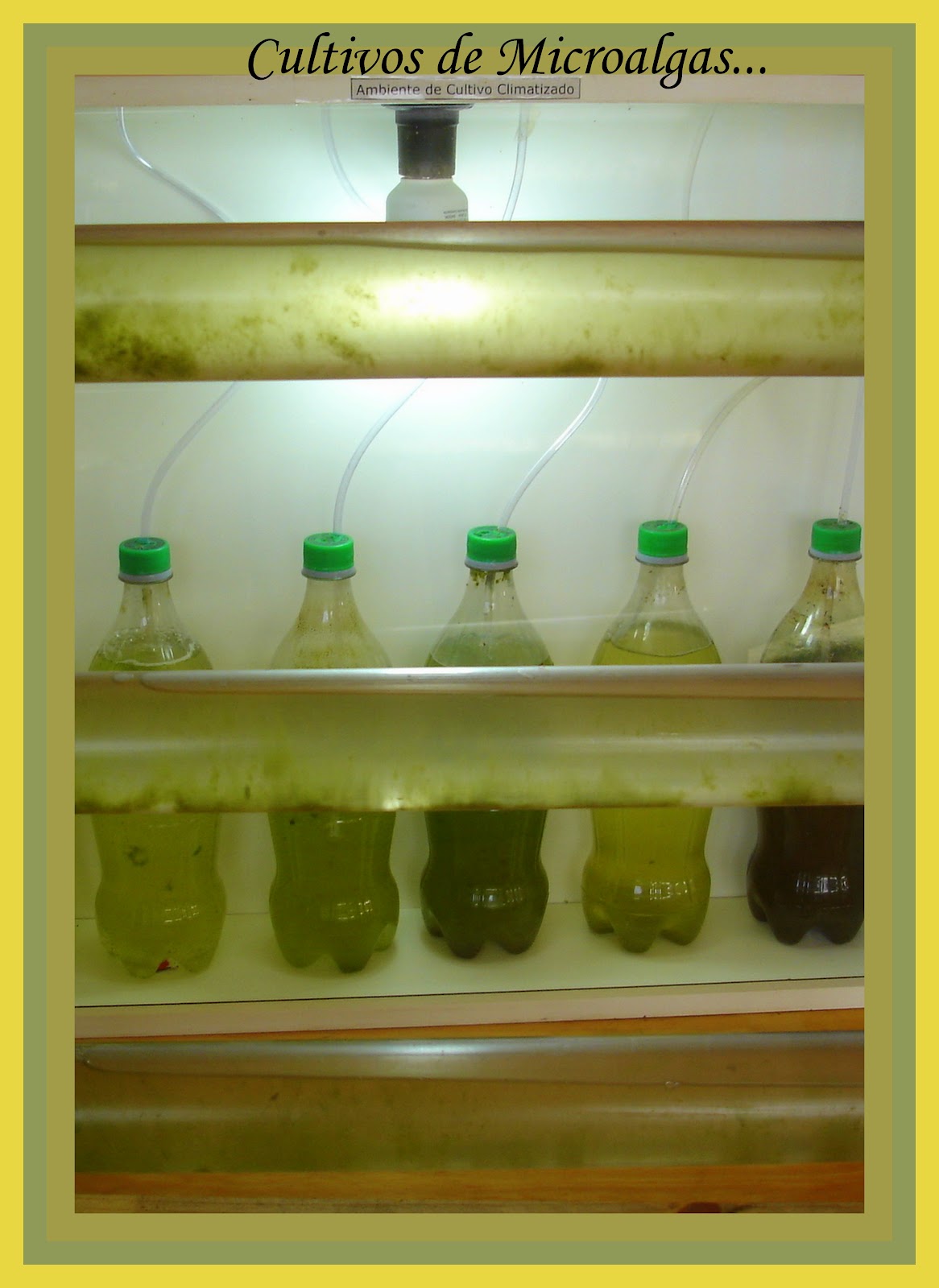 Cultivo de Microalgas em Fotobiorreatores: Closterium e Micrasterias...