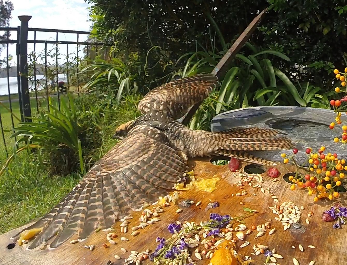 My Burra Family: The Storm Birds are back