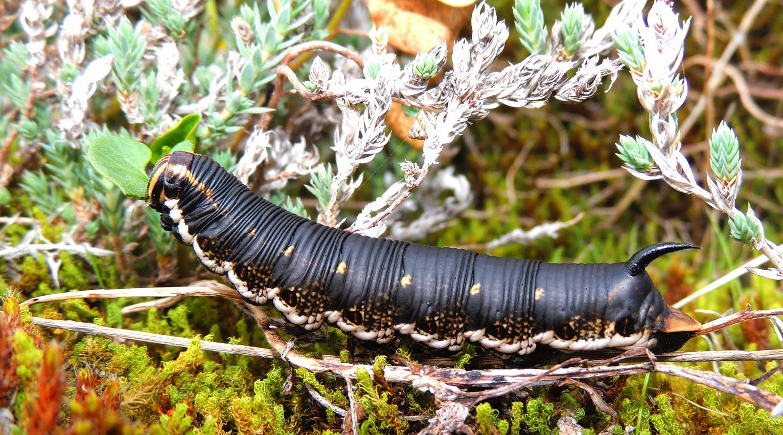 Mariposas y orugas (Volvoretas e eirugas): La oruga es bella ...