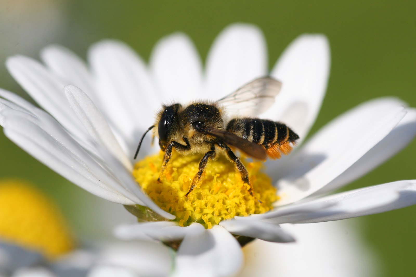 Natuurnotities Monique Smulders: Vervolg actie Red de Bij