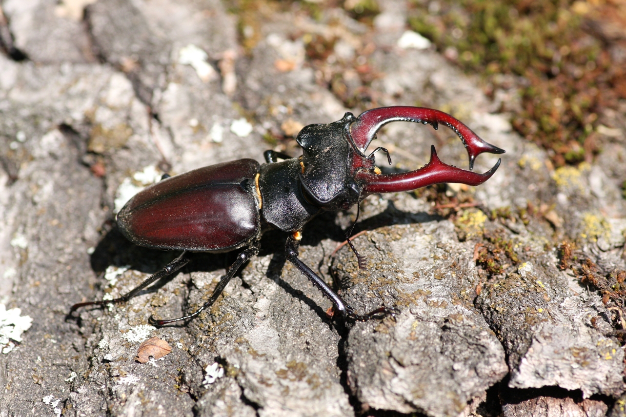 Kaufman Pictures: Rovarok és más gerinctelenek