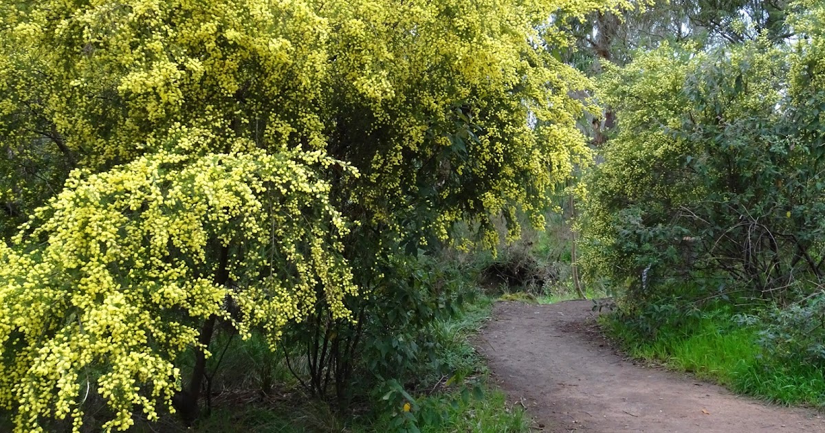 MAP: MELBOURNE STREET TREES 186 - PRICKLY MOSES