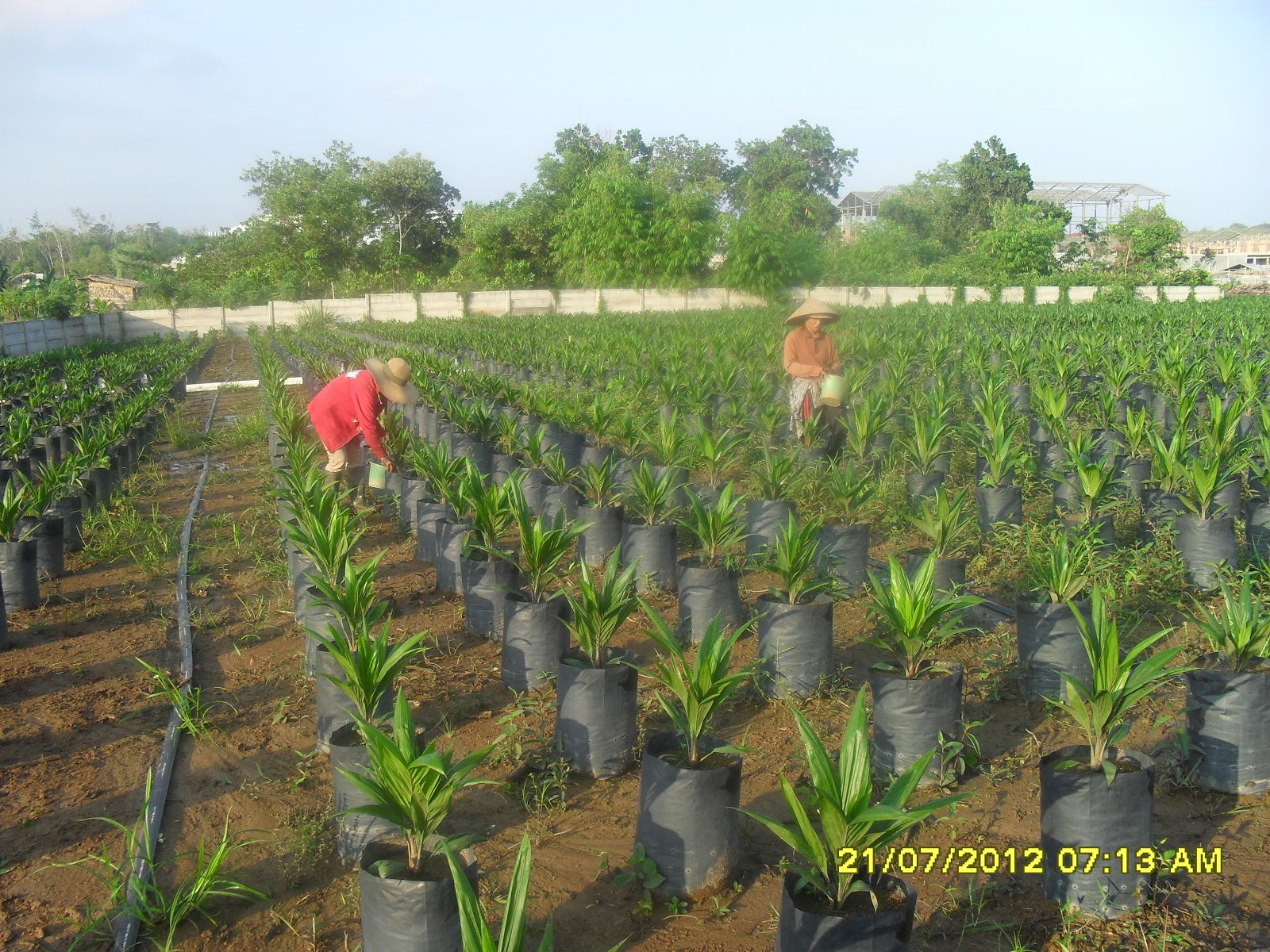 SOP PALM OIL: OIL PALM NURSERY MANAGEMENT
