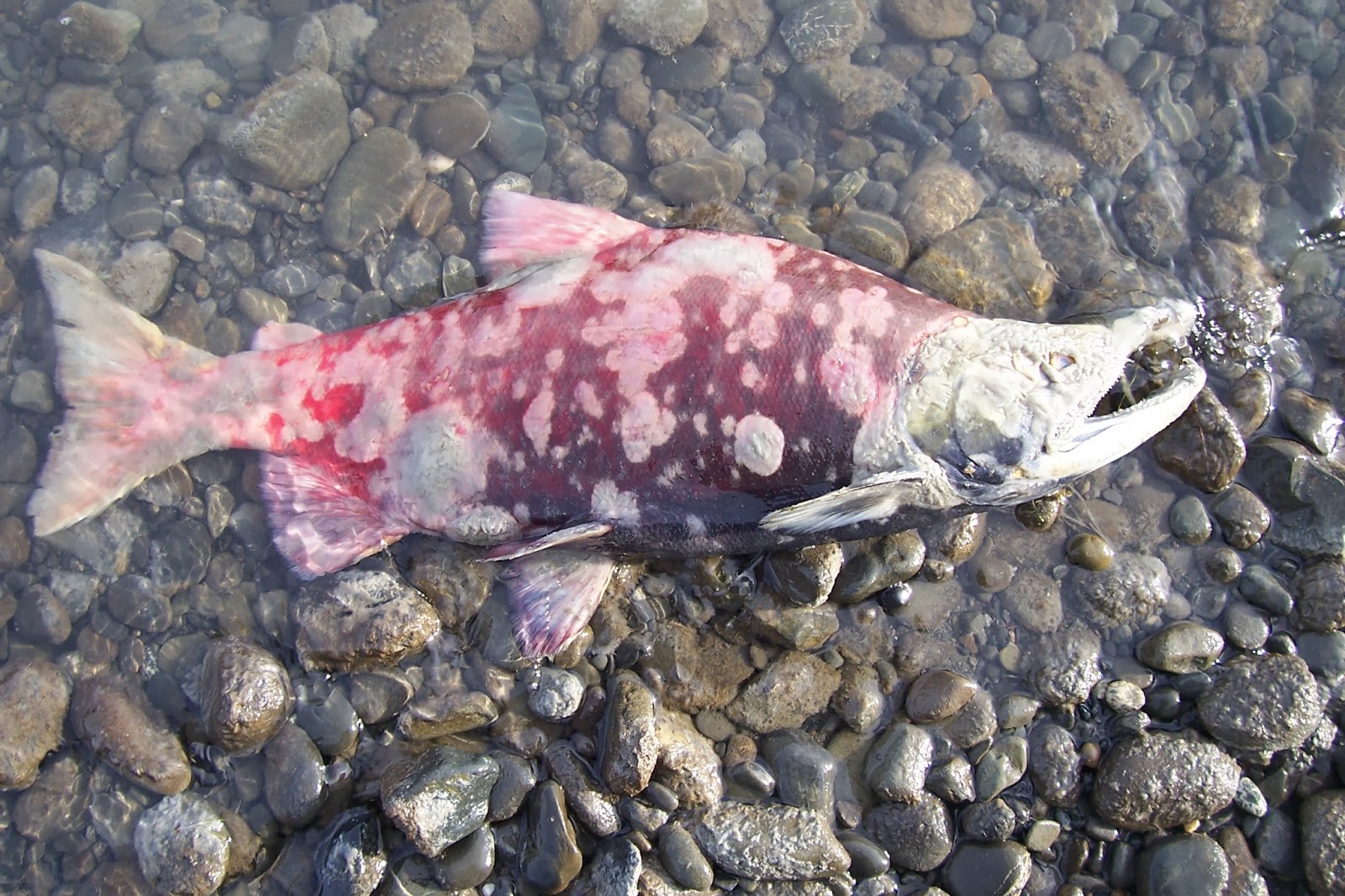 Beaver Creek Cabins & Guide Service: November 2013