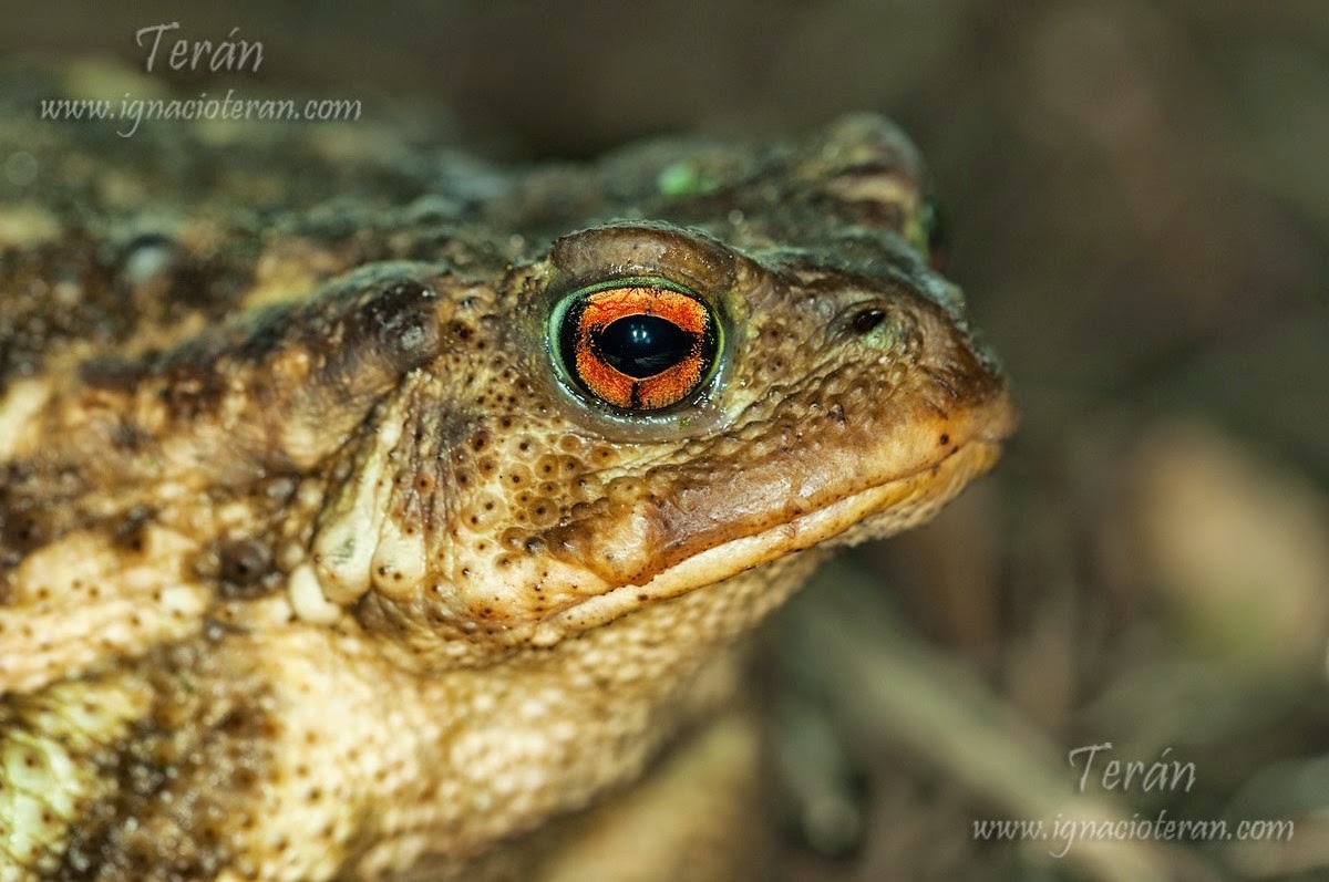 Jose Ignacio Teran "Naret": SAPO PARTERO O SAPO COMUN