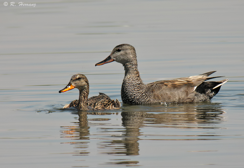 fotosricardo-h: ÁNADE FRISO - Gadwall