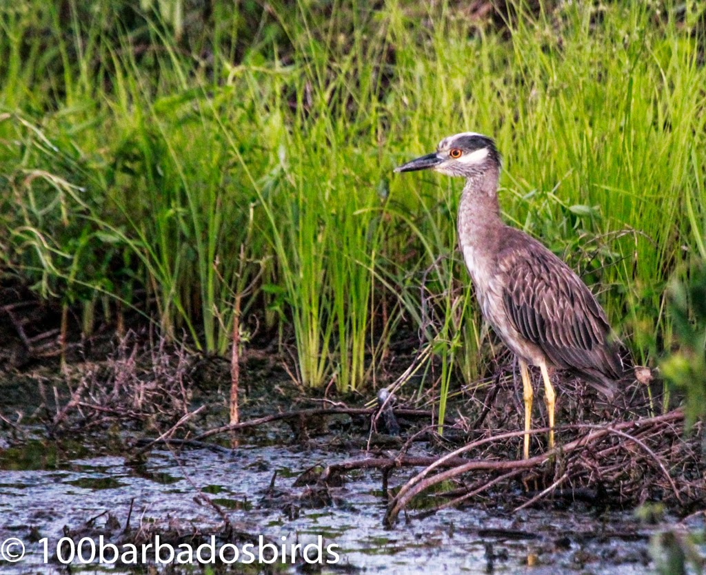 Birds of Barbados: A Year of Birds
