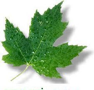 H i d u p S e h a t A l a m i : Aneka Artikel tentang Katul Gandum