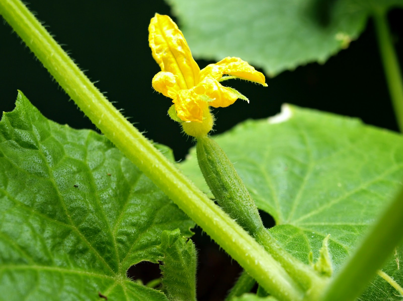 Mark's Veg Plot: Runner Beans, Aubergines and Cucumbers