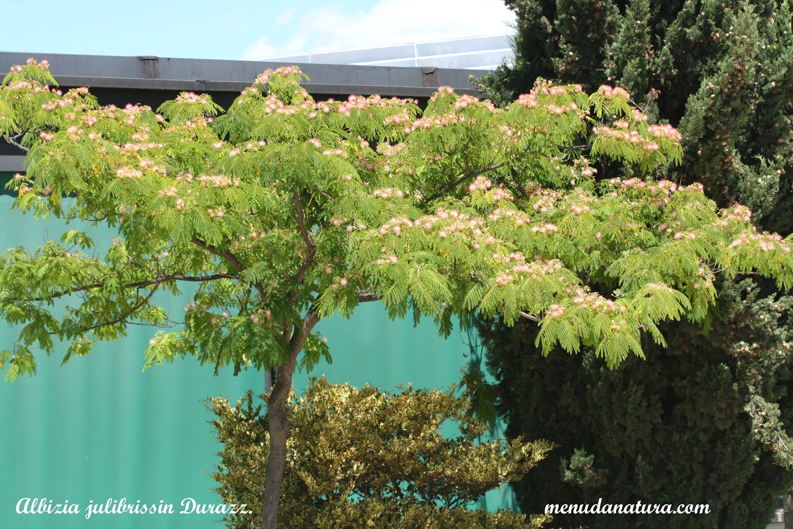 El Jardí de Menuda Natura: Acàcia de Constantinoble. Arbre de la seda.