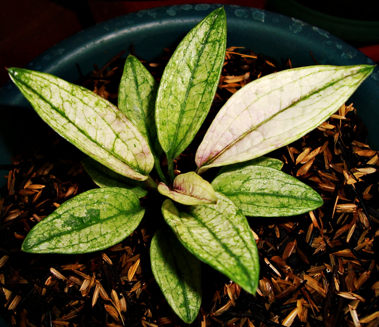 Anthurium Jemani Cobra Varigata Pics