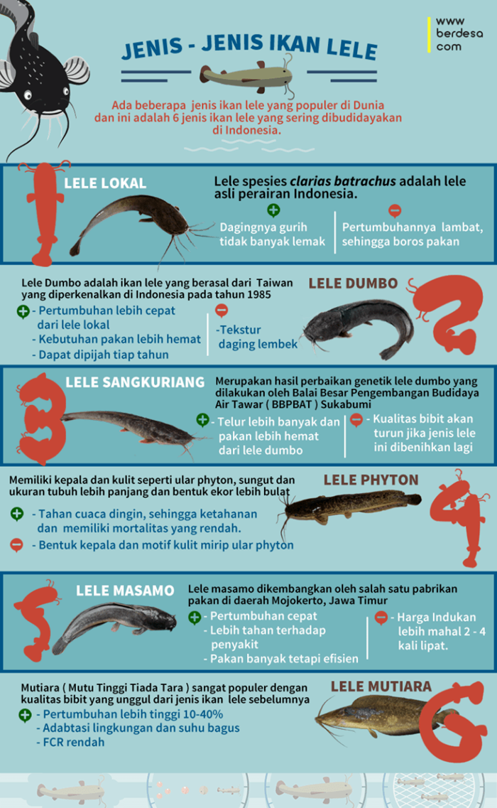 Jenis Lele Populer di indonesia untuk Budidaya ~ Agro Budidaya