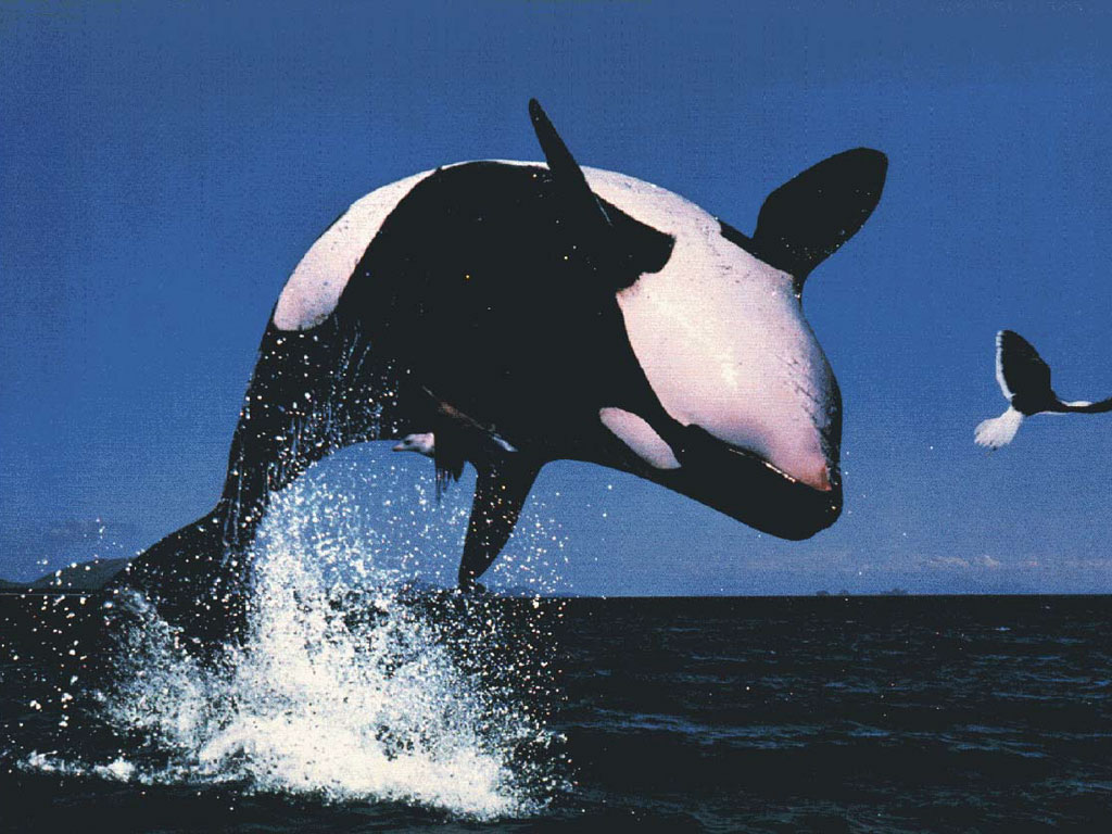 Imágenes del mundo animal: Orca