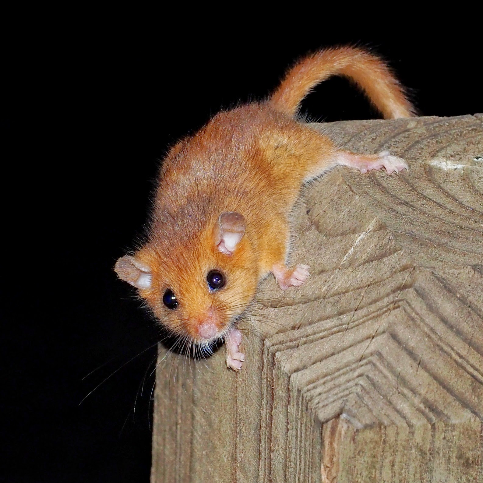 Bill's Birding: An encounter with a Dormouse