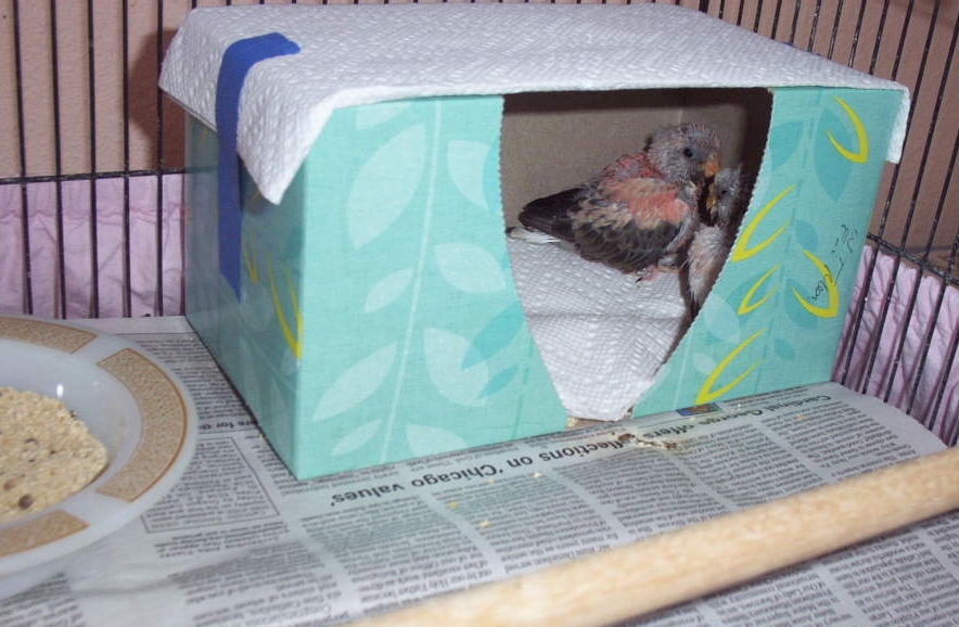 The Splendid Bourke Bird Blog: Hand Feeding Baby Birds Update