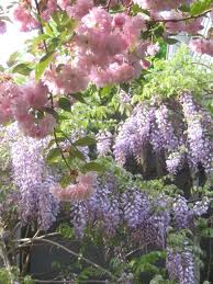 May Flowers, Flowers in Season May, Plants Flowering in May