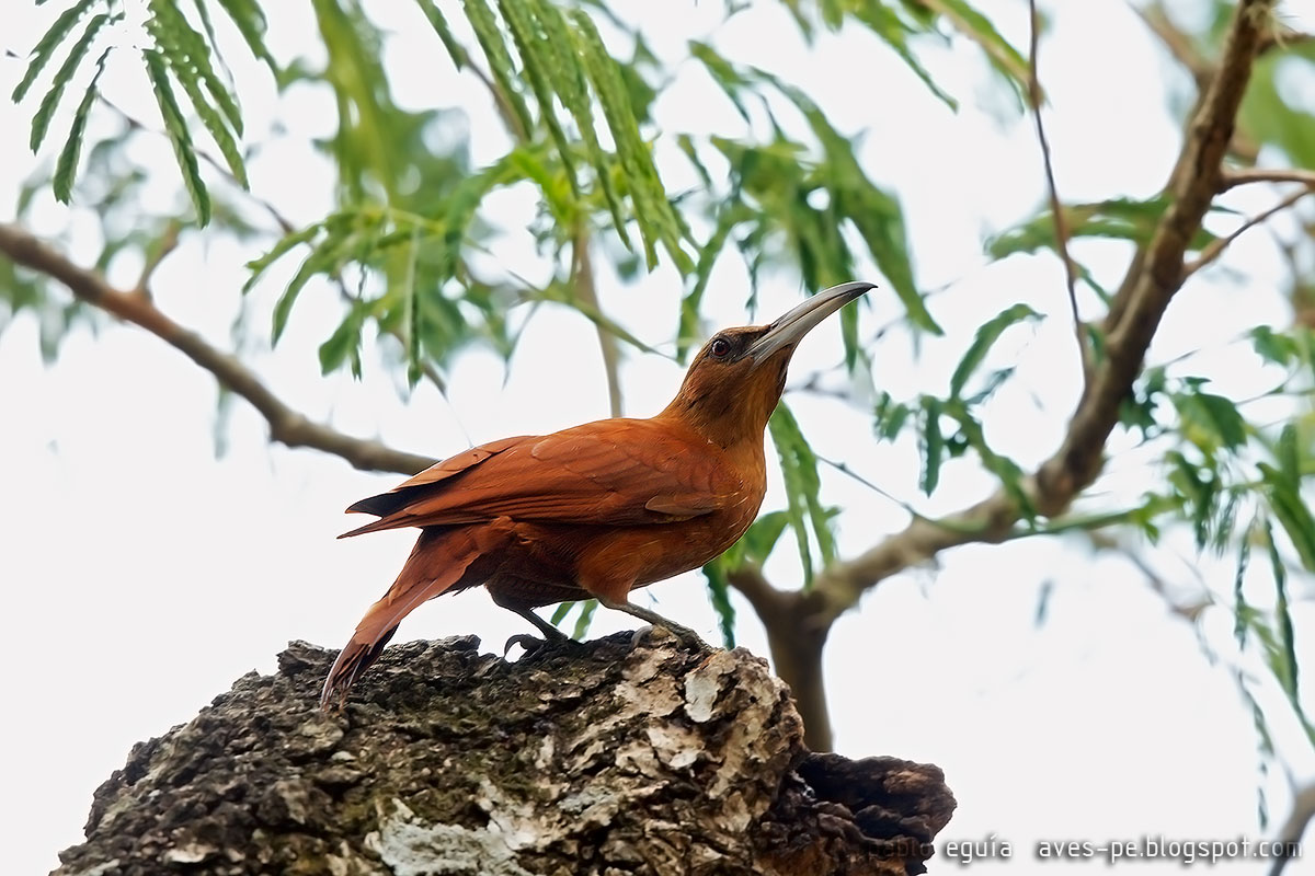 mis fotos de aves: Xiphocolaptes major Trepador Gigante Great Rufous ...