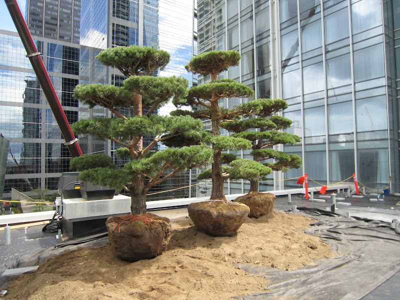 Large Tree Installations | Large Trees – Tight Spaces