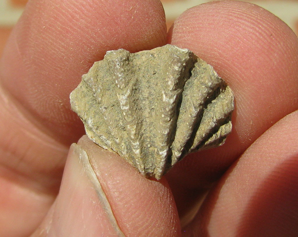 Views of the Mahantango: Spiriferellina ? or Punctospirifer? brachiopod ...